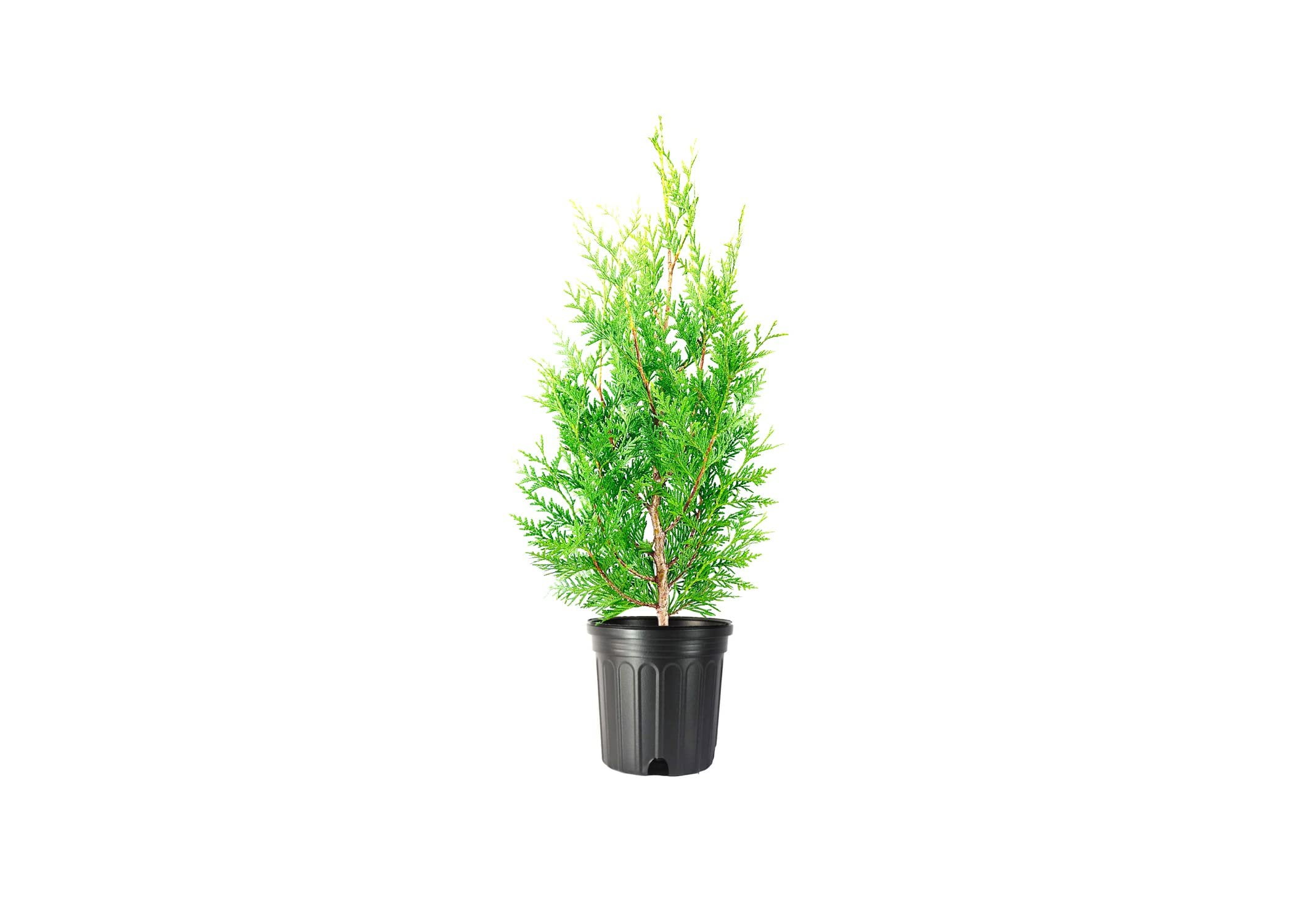 Green Giant Arborvitae Live 1 Gallon Tree Thuja Plicata Evergreen ...
