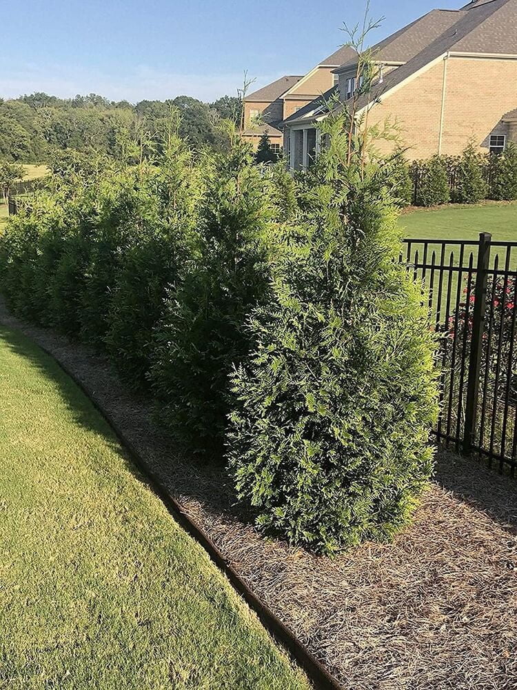 Green Giant Arborvitae | Live 1 Gallon Trees | Thuja Plicata ...