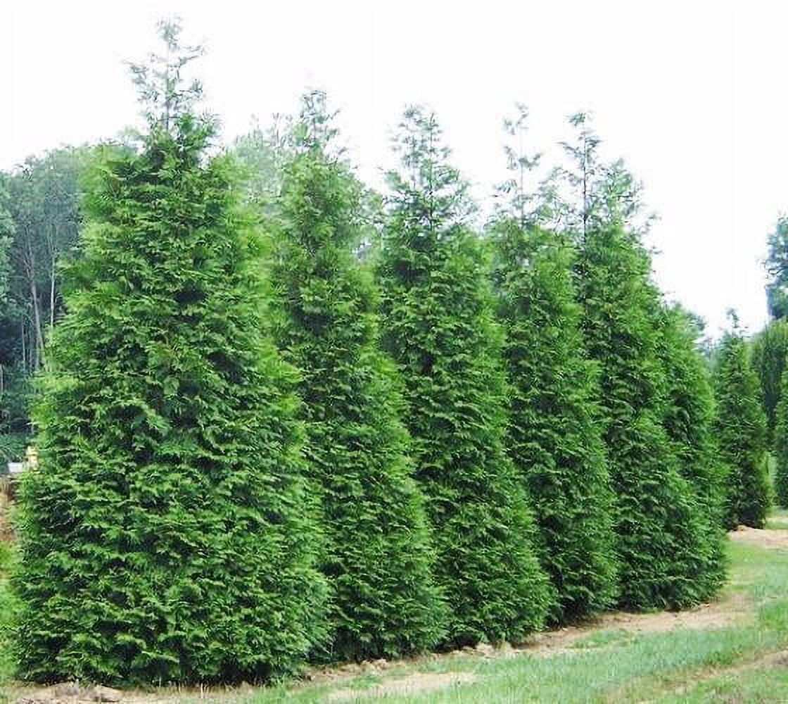 Green Giant Arborvitae Tree ( Thuja ) - Live Plant - ( 1 QT ) - Full ...