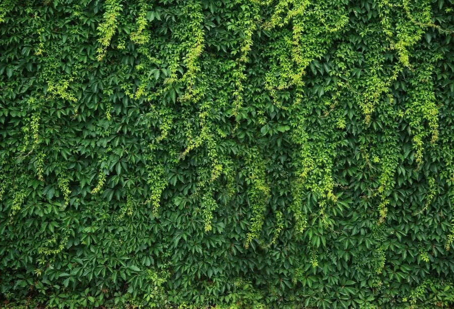 Green Glass Backdrop Countryside Park Plant Outdoor Scene Baby Children ...