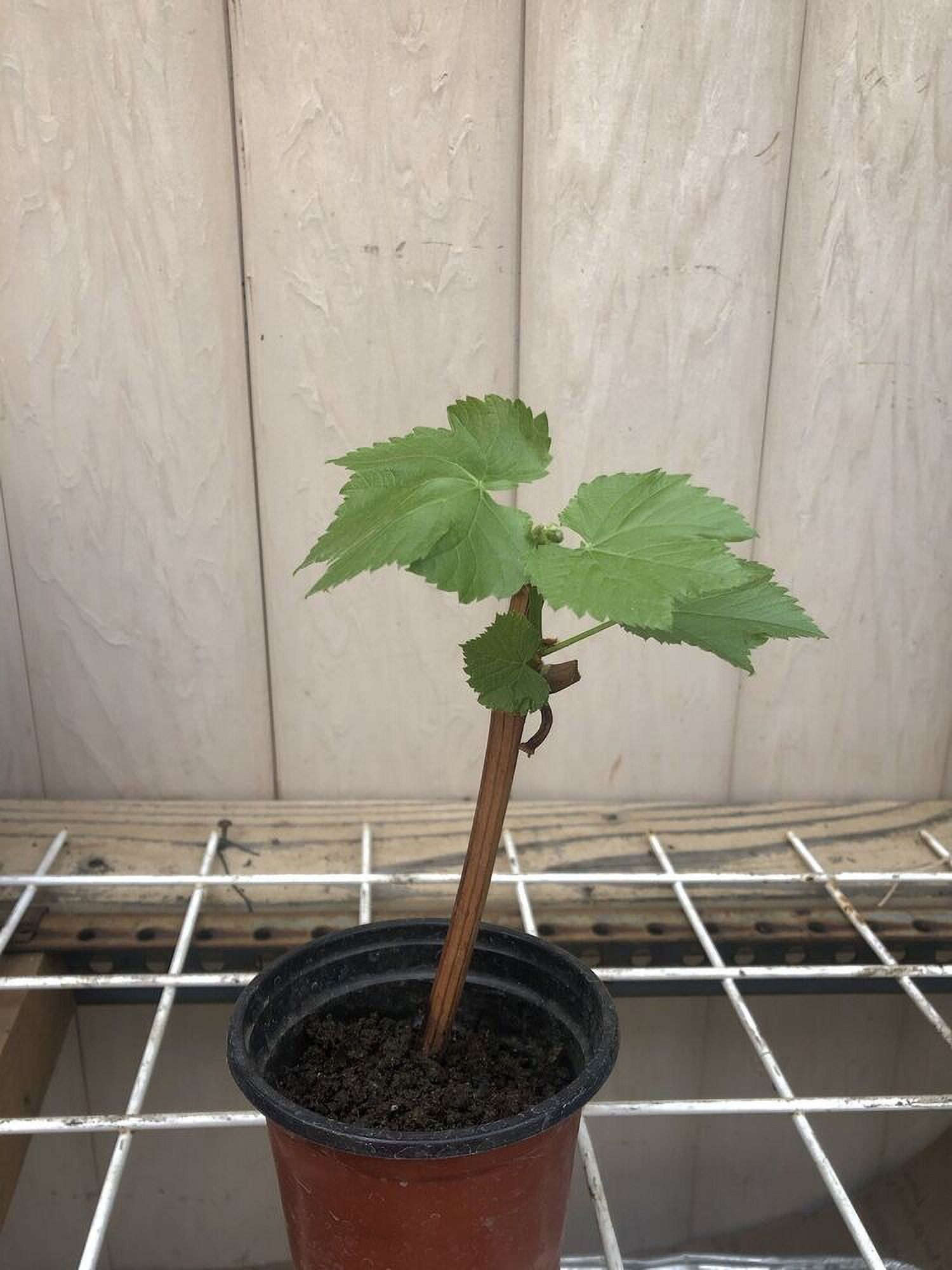 Green Grape Tree Cutting Sweet Small Fruit Seedless Ready To Plant ...