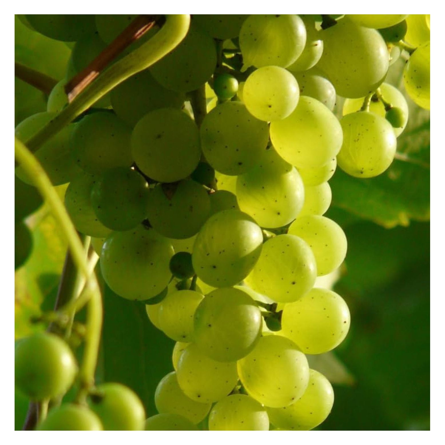 Green Grape Vine Plant Live for Planting Outdoor, Grape Plant Live ...