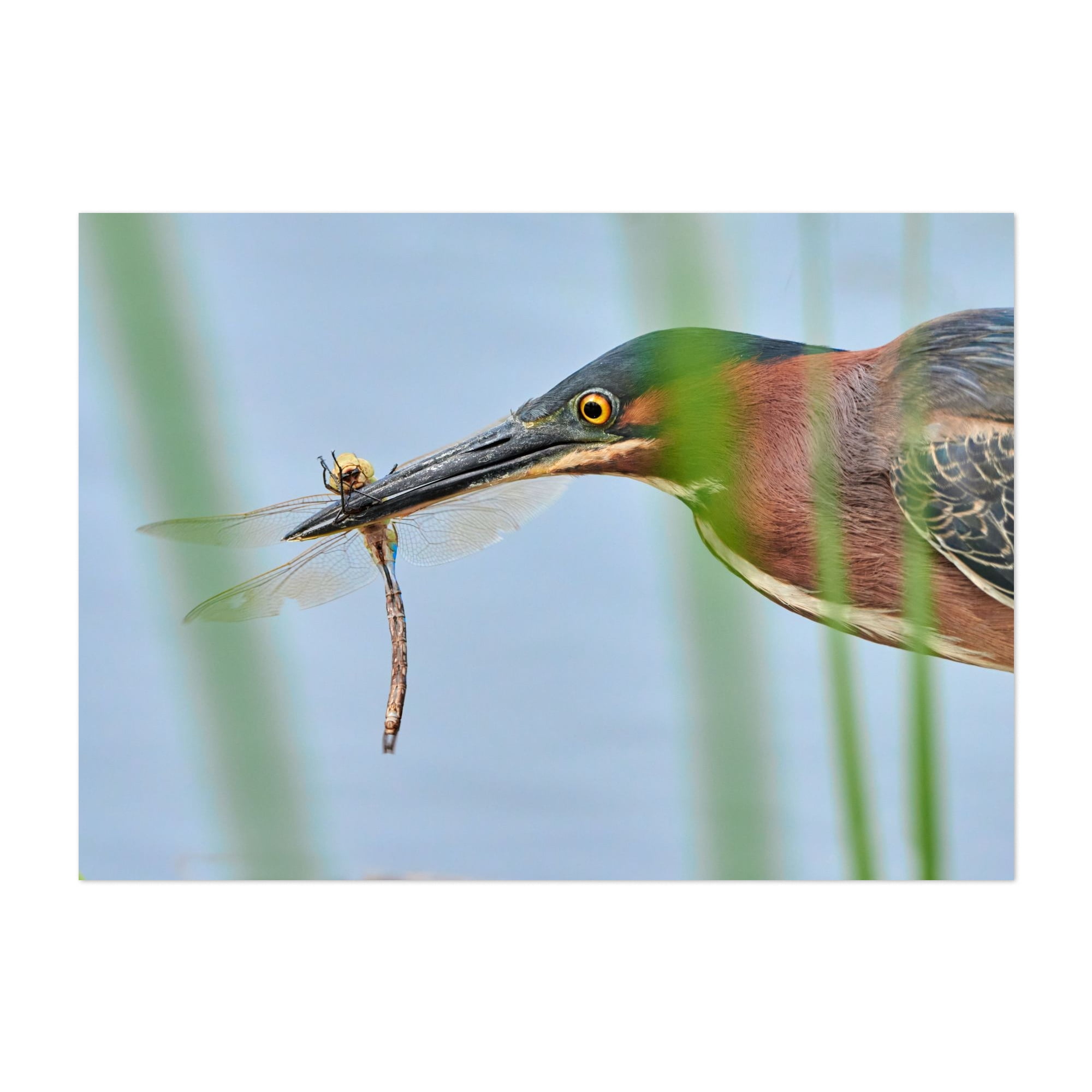 Green Heron with Dragonfly - Photography Wildlife Bird Dragonfly Nature ...