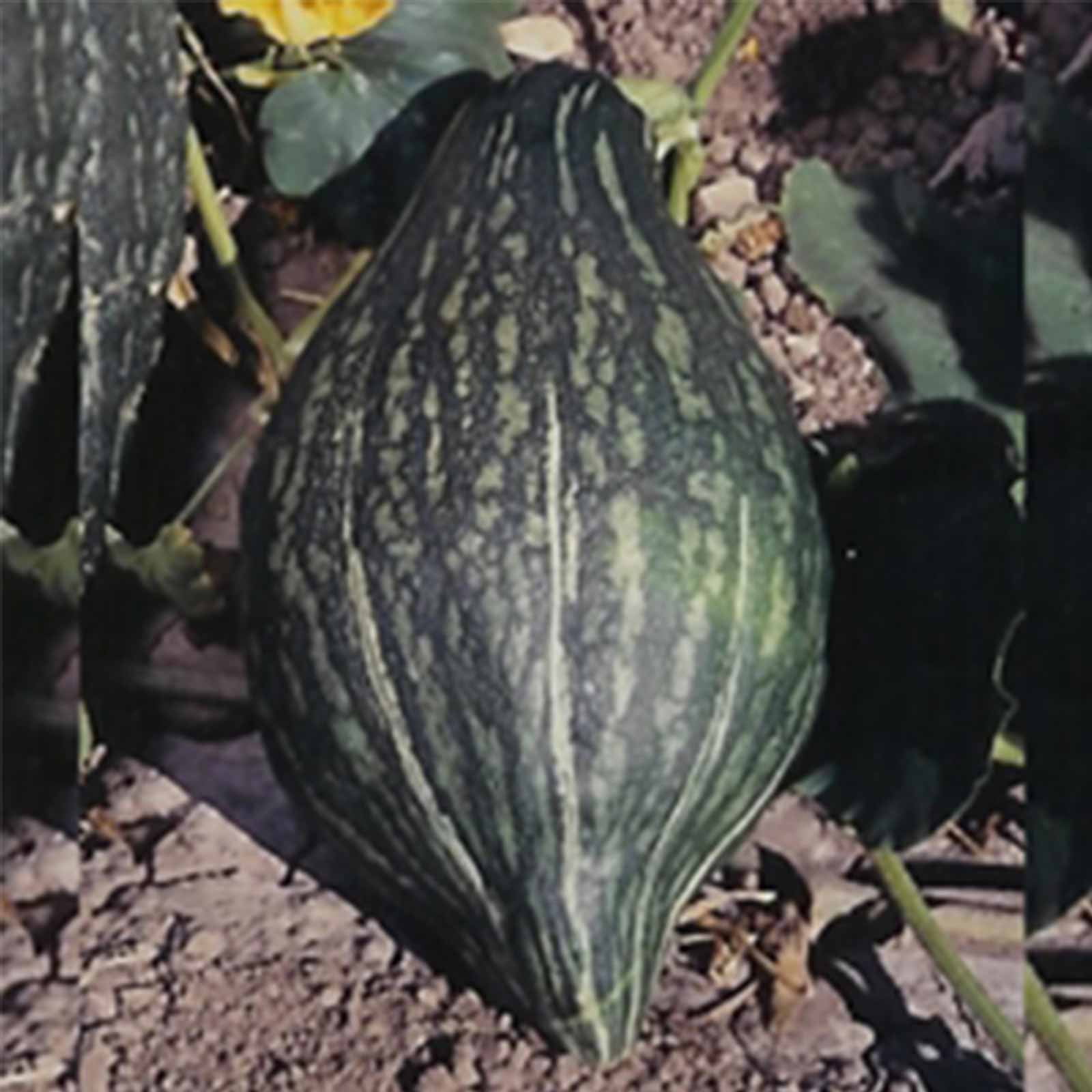 Green Hubbard Winter Squash Garden Seeds - 1 Lbs - Non-GMO, Heirloom ...