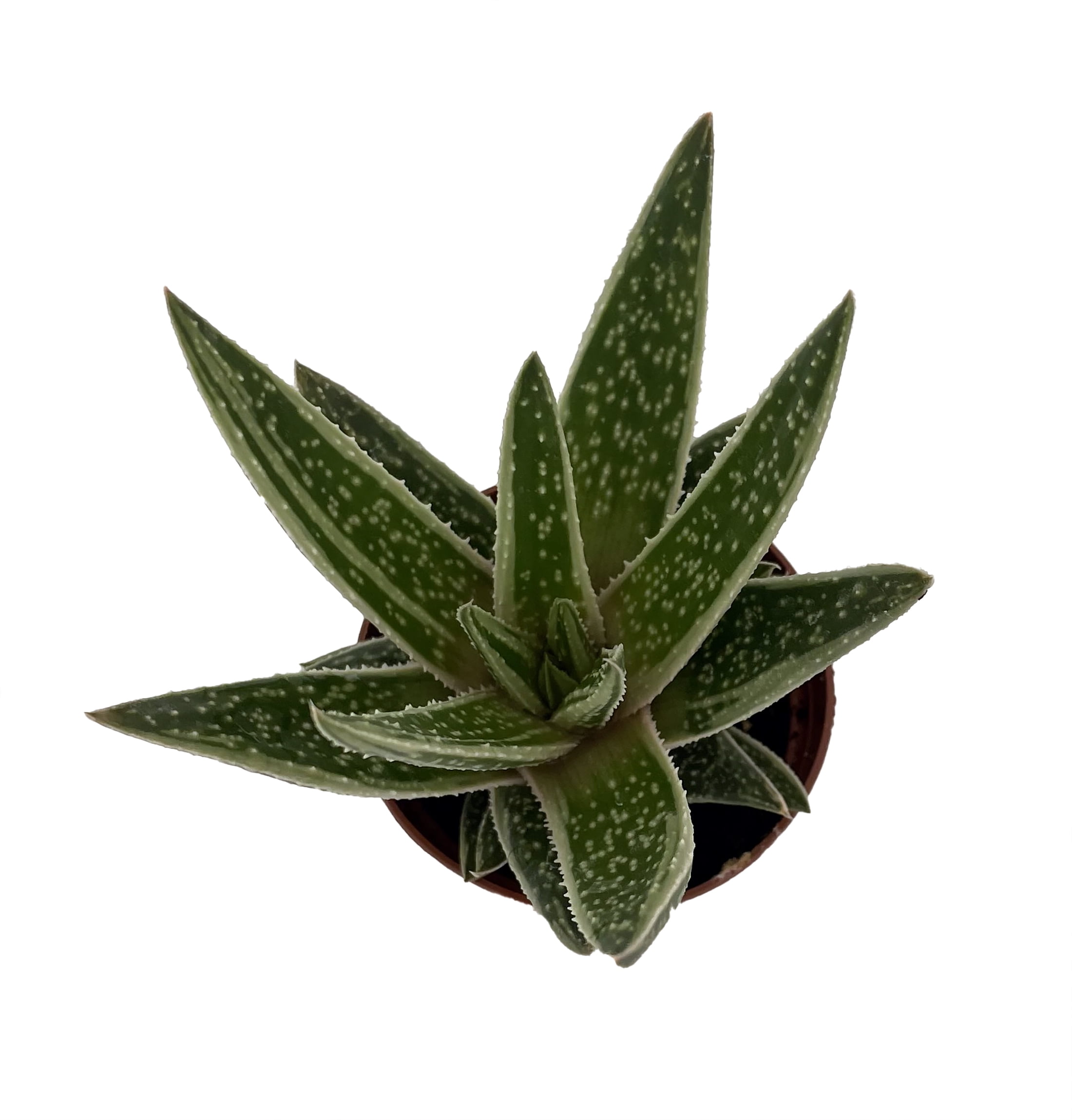 Green Ice Gasteraloe - Gasteria Aloe Hybrid - 2.5" Pot - Walmart.com