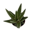 Green Ice Gasteraloe - Gasteria Aloe Hybrid - 2.5" Pot - Walmart.com