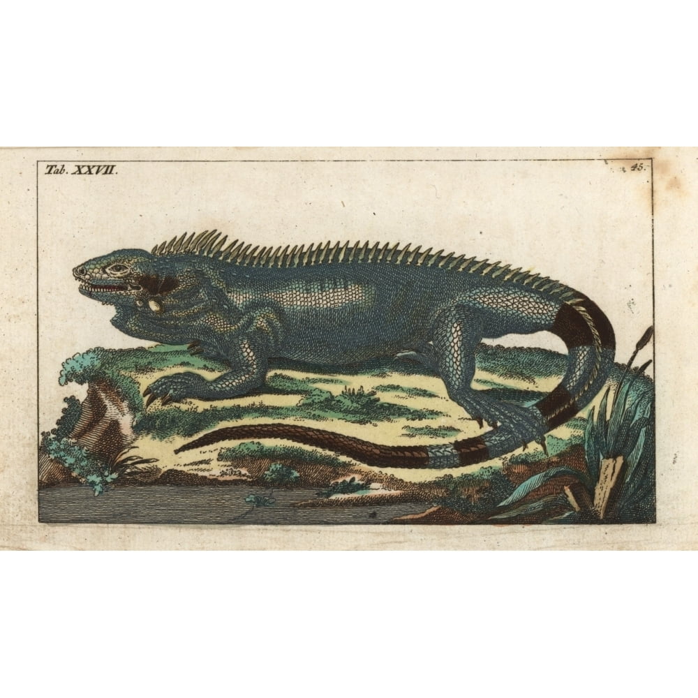 Green Iguana, Iguana Iguana Poster Print By ® Florilegius Mary Evans ...