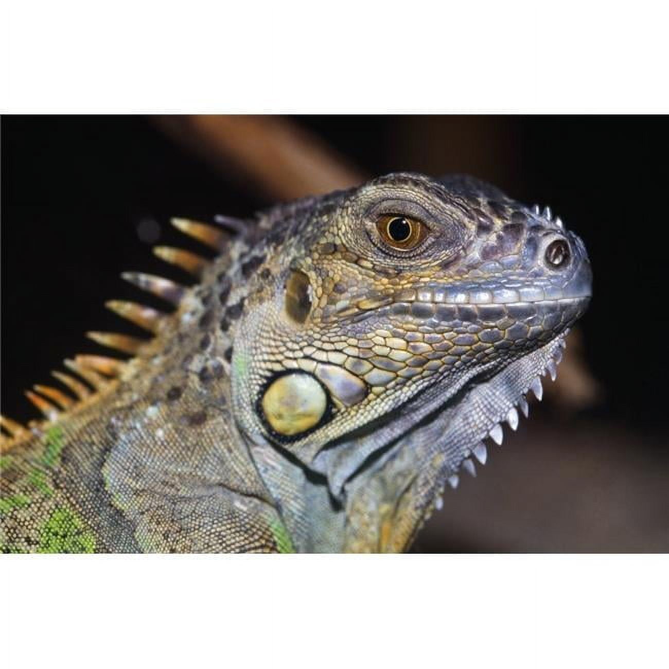 Green Iguana Poster Print - Walmart.com