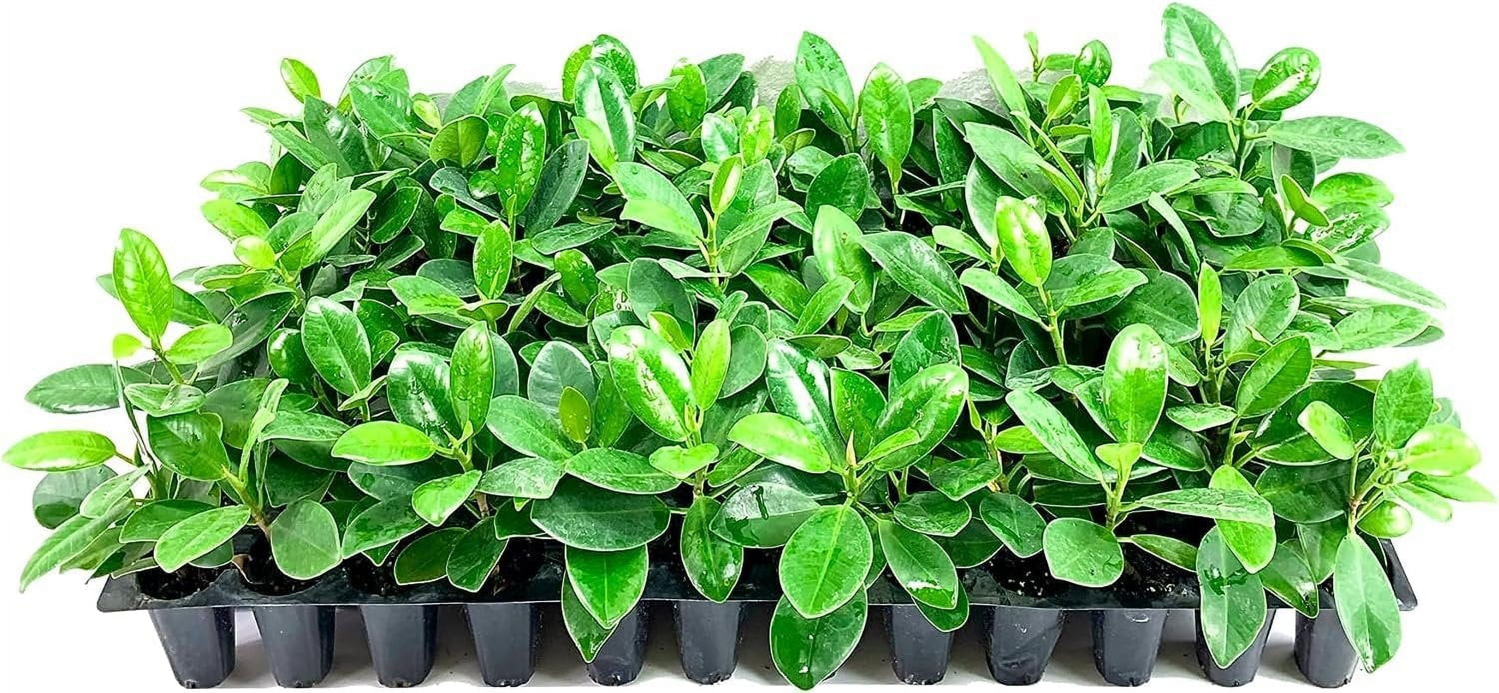 Green Island Ficus 20 Live Plants Ficus Microcarpa Lush Indoor/Outdoor ...