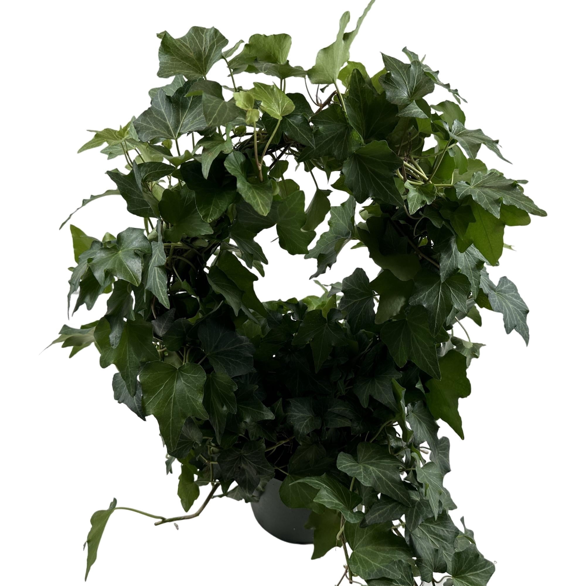 Green Ivy Hoop 6" Grower Pot - Walmart.com