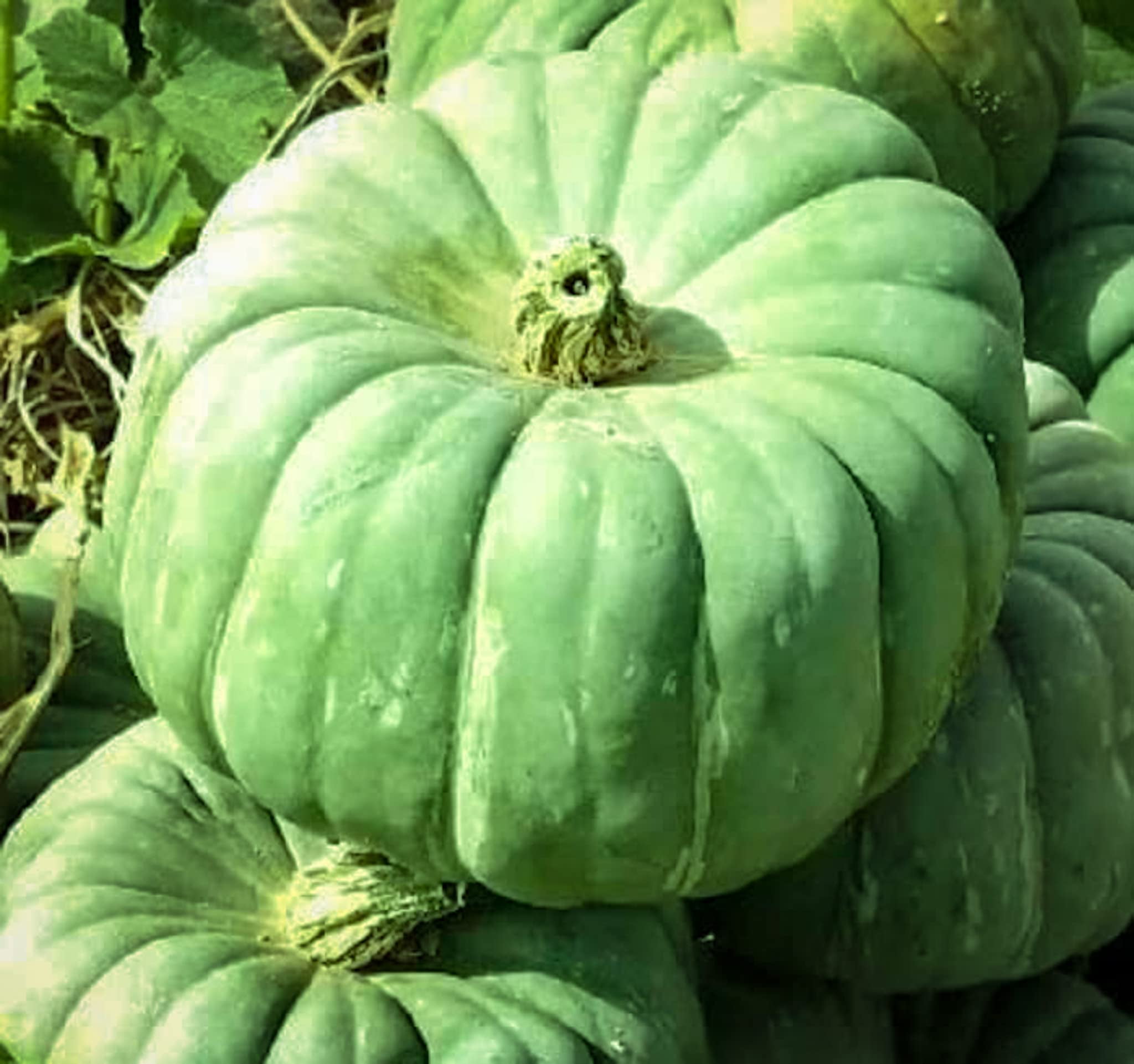 Green Jade Knight Pumpkin Seeds for Planting (10 Seeds) - Walmart.com