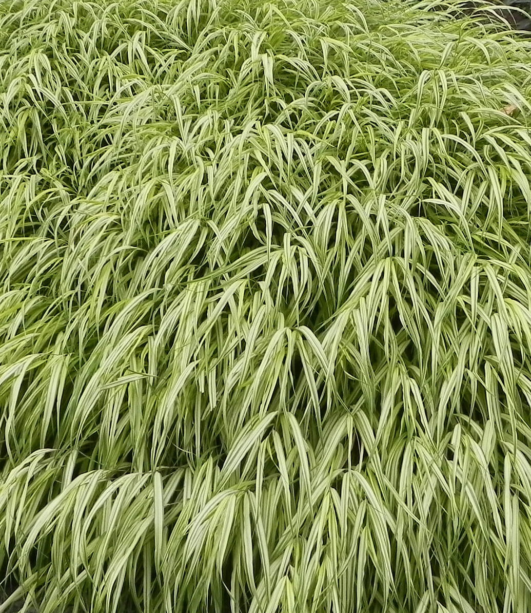 Hirt's Gardens Green Japanese Forest Grass, Hakonechloa macra, Shade ...