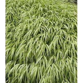 Hakonechloa Grass