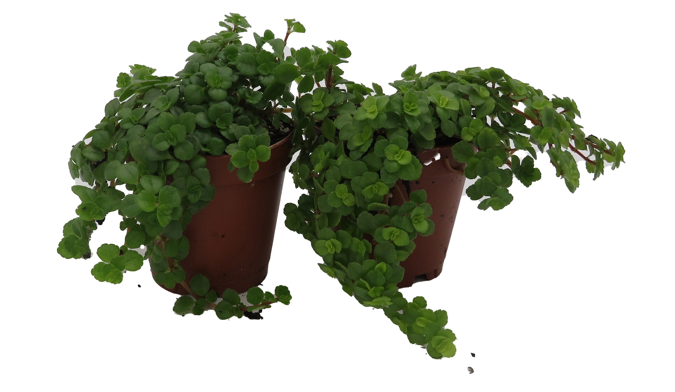 Tiny Tears Baby Tears - Pilea depressa - 2 Plants 2" Pots - Walmart.com