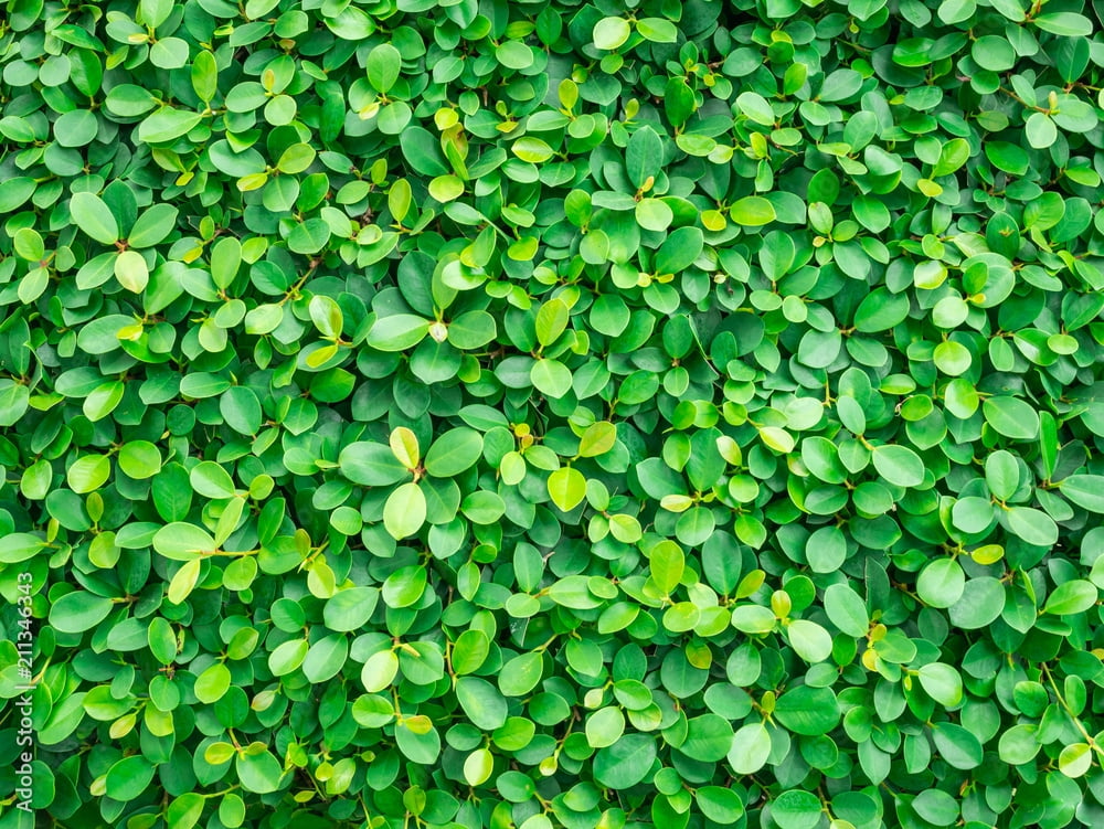 Green Leaves Backdrop Grass Natural Lawn Party Photography Backdrop ...