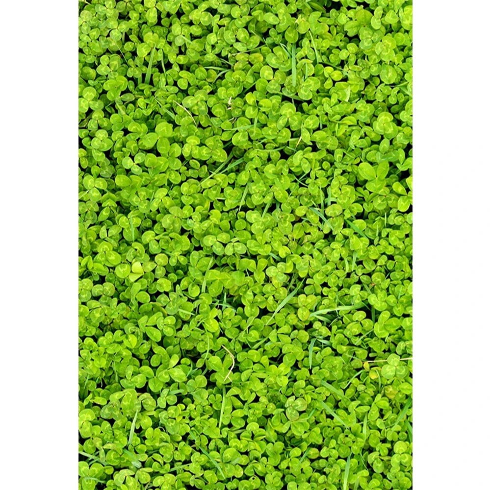 Green Leaves Wall Photography Backdrop Photo Background Wedding ...