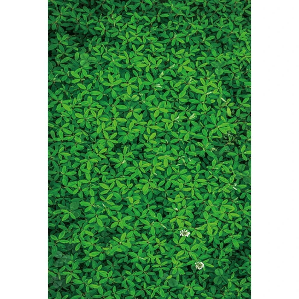 Green Leaves Wall Photography Backdrop Photo Background Wedding ...