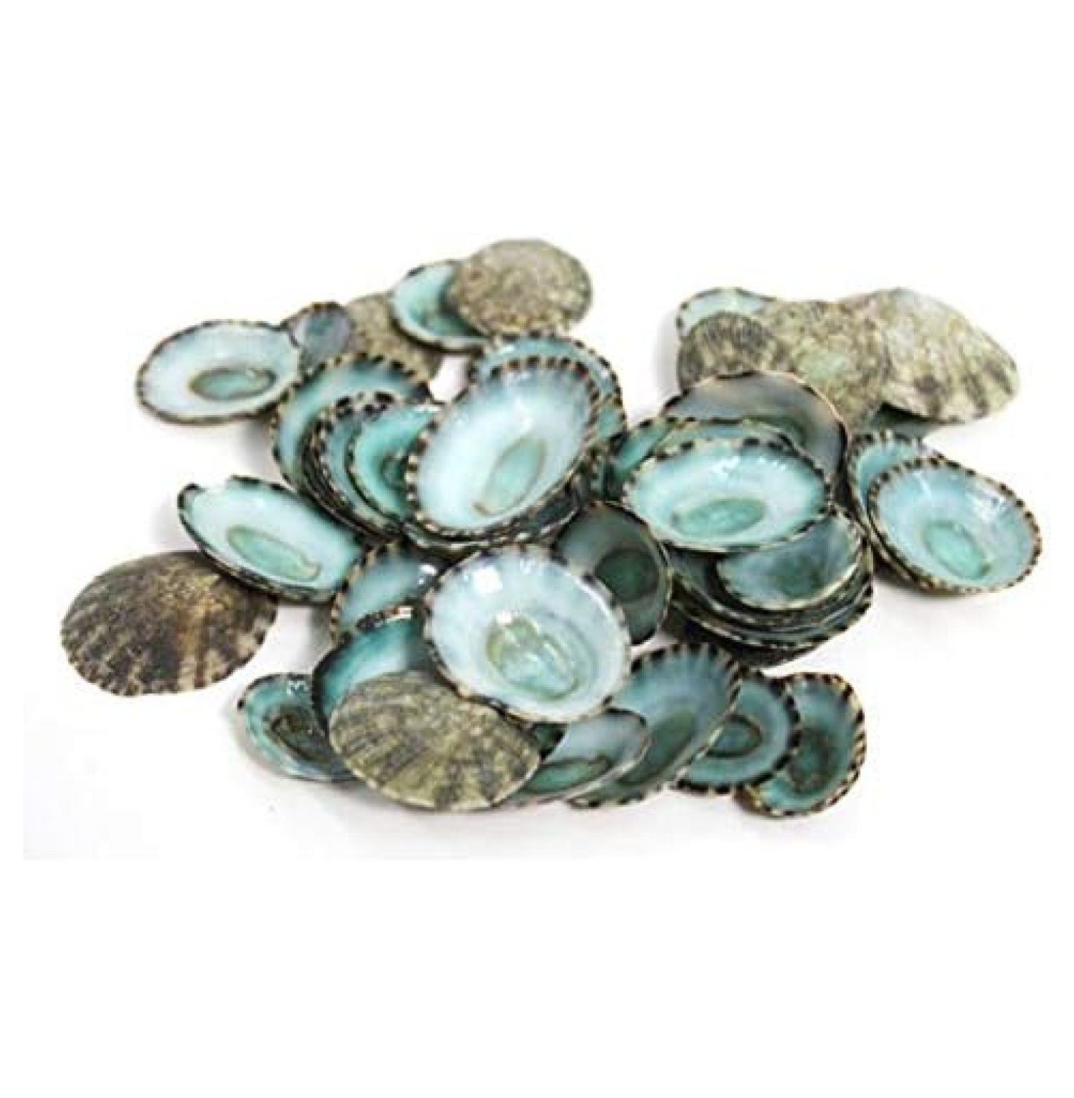 Green Limpet Seashells 100 Piece Bulk Shell Craft - Walmart.com
