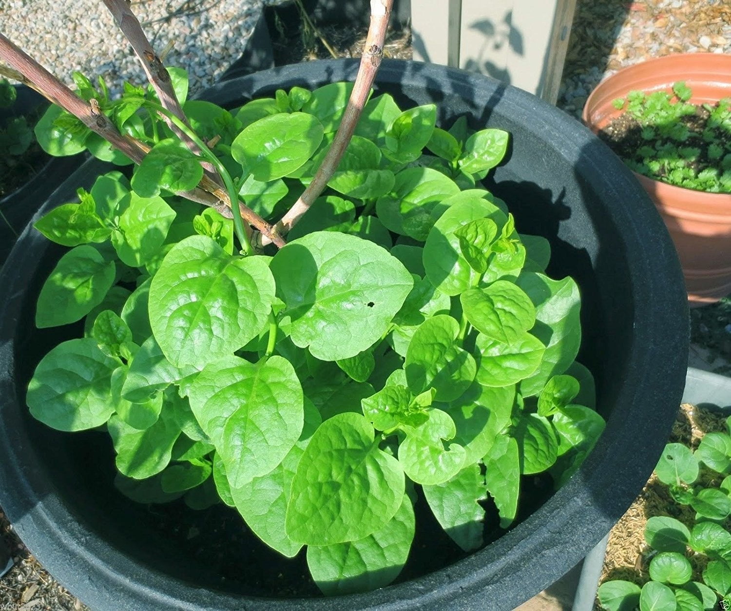 Green Malabar Spinach-100 Seeds [Guyana Thick Leaf Callaloo] Fast ...