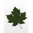 Green Maple Leaf Canvas Art - Deddeda Design Pics (24 x 32) - Walmart.com