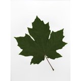 Green Maple Leaf Canvas Art - Deddeda Design Pics (24 x 32) - Walmart.com