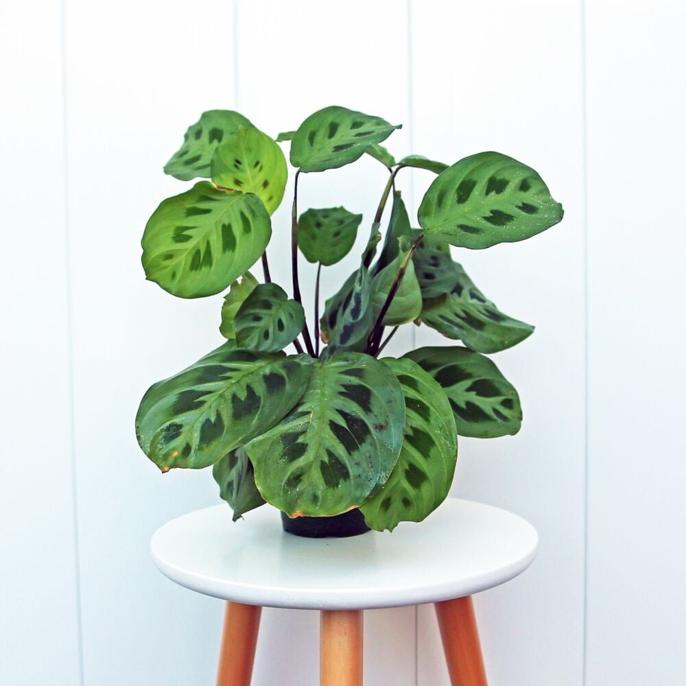 Green Maranta, prayer plant, LIVE evergreen houseplant in 4" pot ...