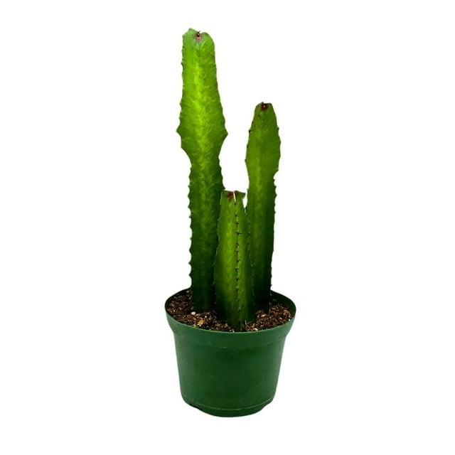 Green Milk Tree 6 inch Euphorbia Trigona African Milktree Cathedral ...