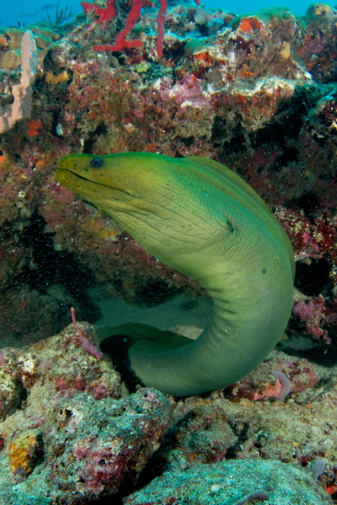 Green Moray Eel (24x36 Giclee Gallery Art Print, Vivid Textured Wall ...
