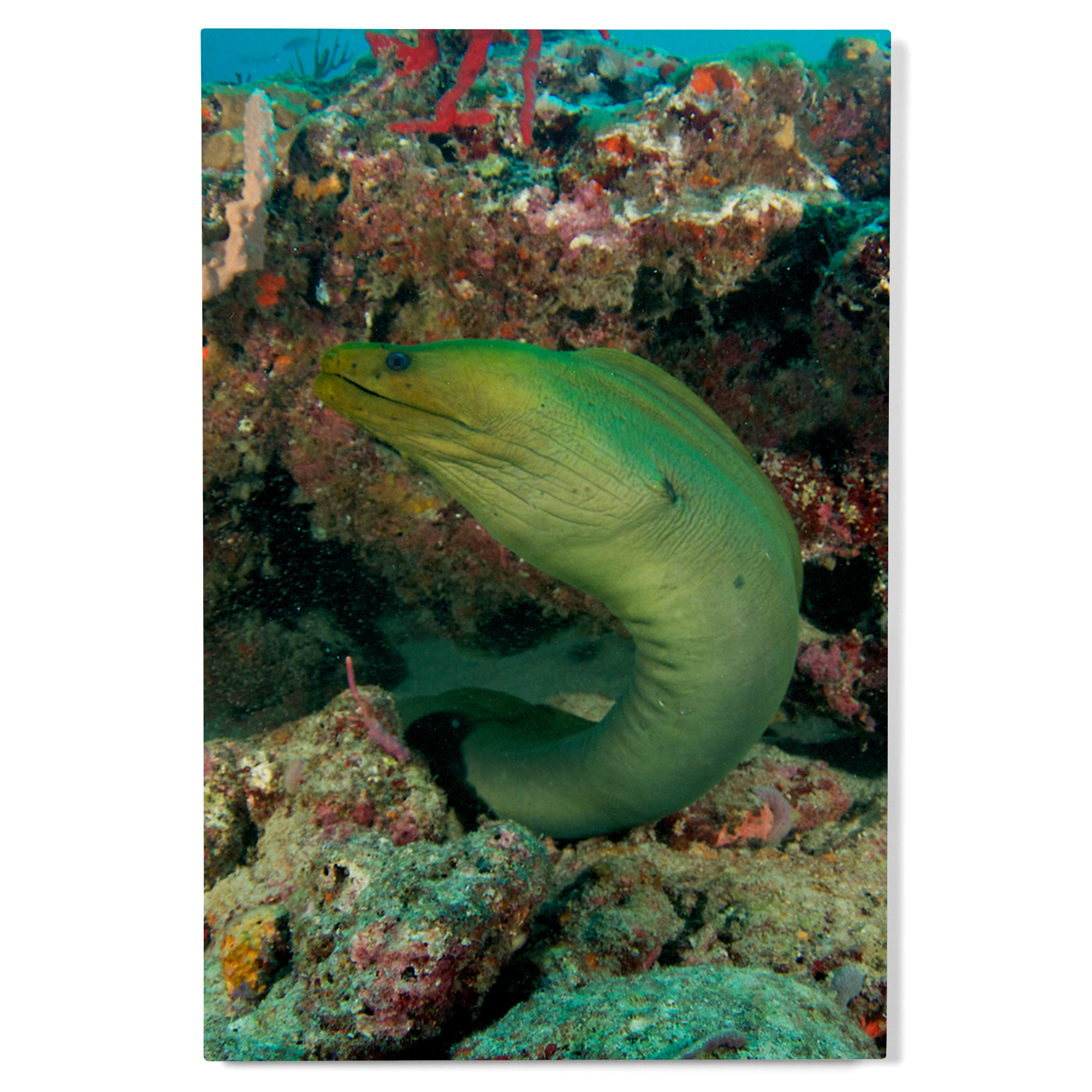 Green Moray Eel Birch Wood Wall Sign (12x18 Rustic Home Decor, Ready to ...