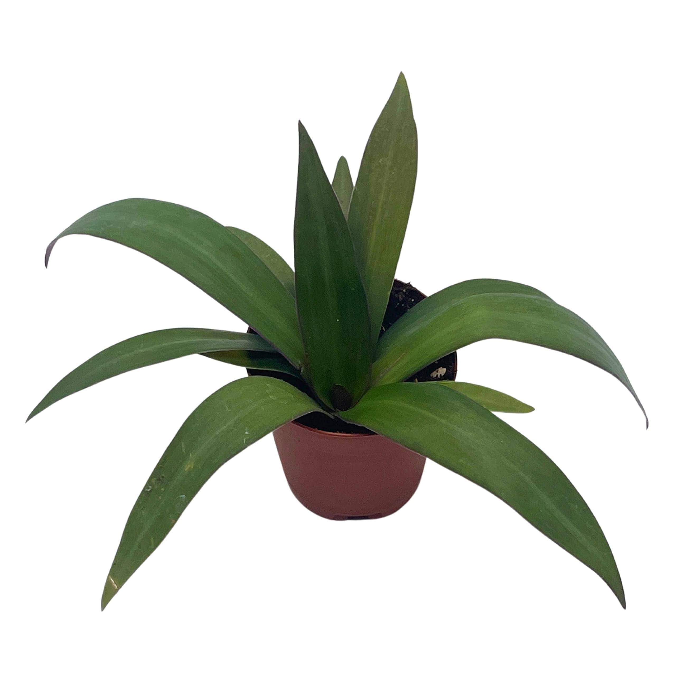 Green Moses in The Cradle, 2 inch Tradescantia spathacea, Rhoeo ...