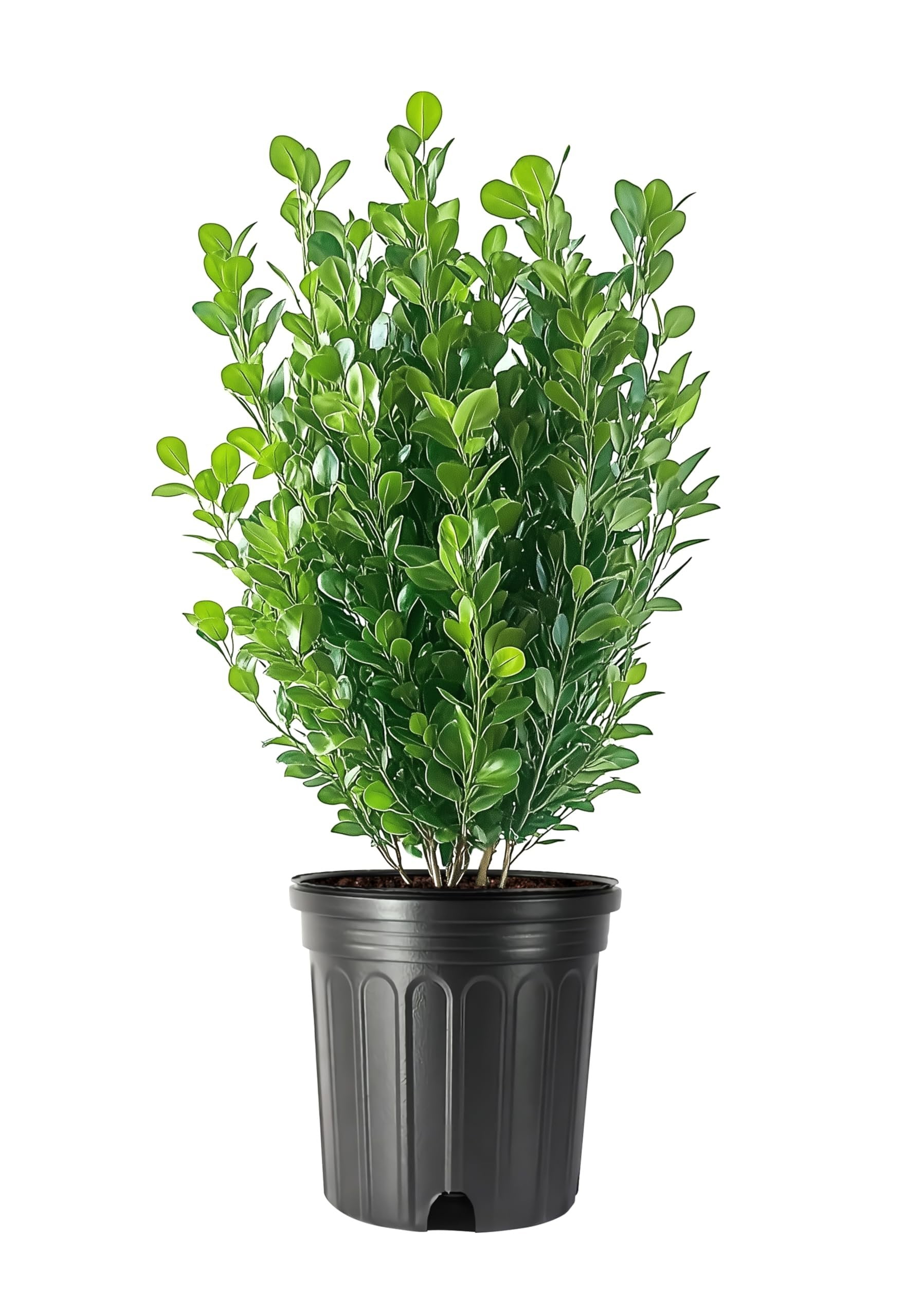 Green Mountain Boxwood 1 Live Gallon Size Plant Elegant Pyramid-Shaped ...