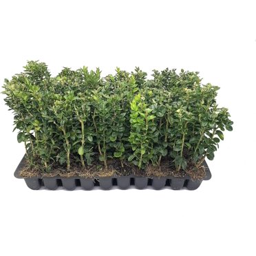 First Editions Buddleia Funky Fuchsia Live Shrub (2 Gallon) - Walmart.com