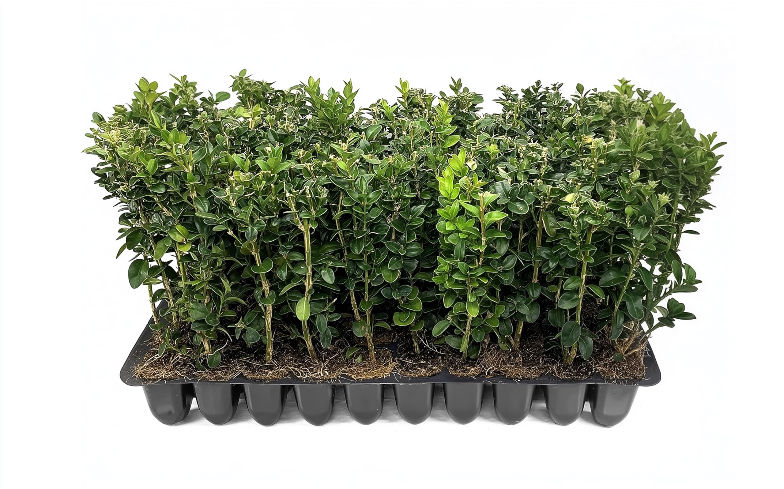 Green Mountain Boxwood | 10 Live Plants | Buxus sempervirens ‘Green ...