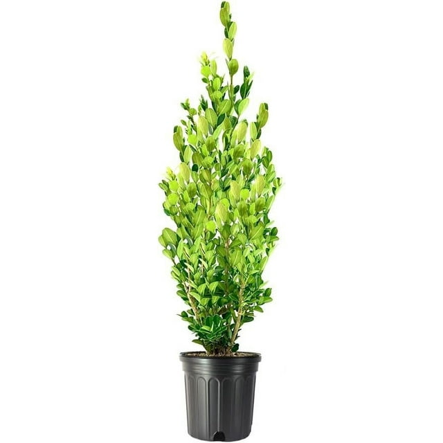 Green Mountain Boxwood 2 Live Gallon Size Plants Elegant Pyramid-Shaped ...
