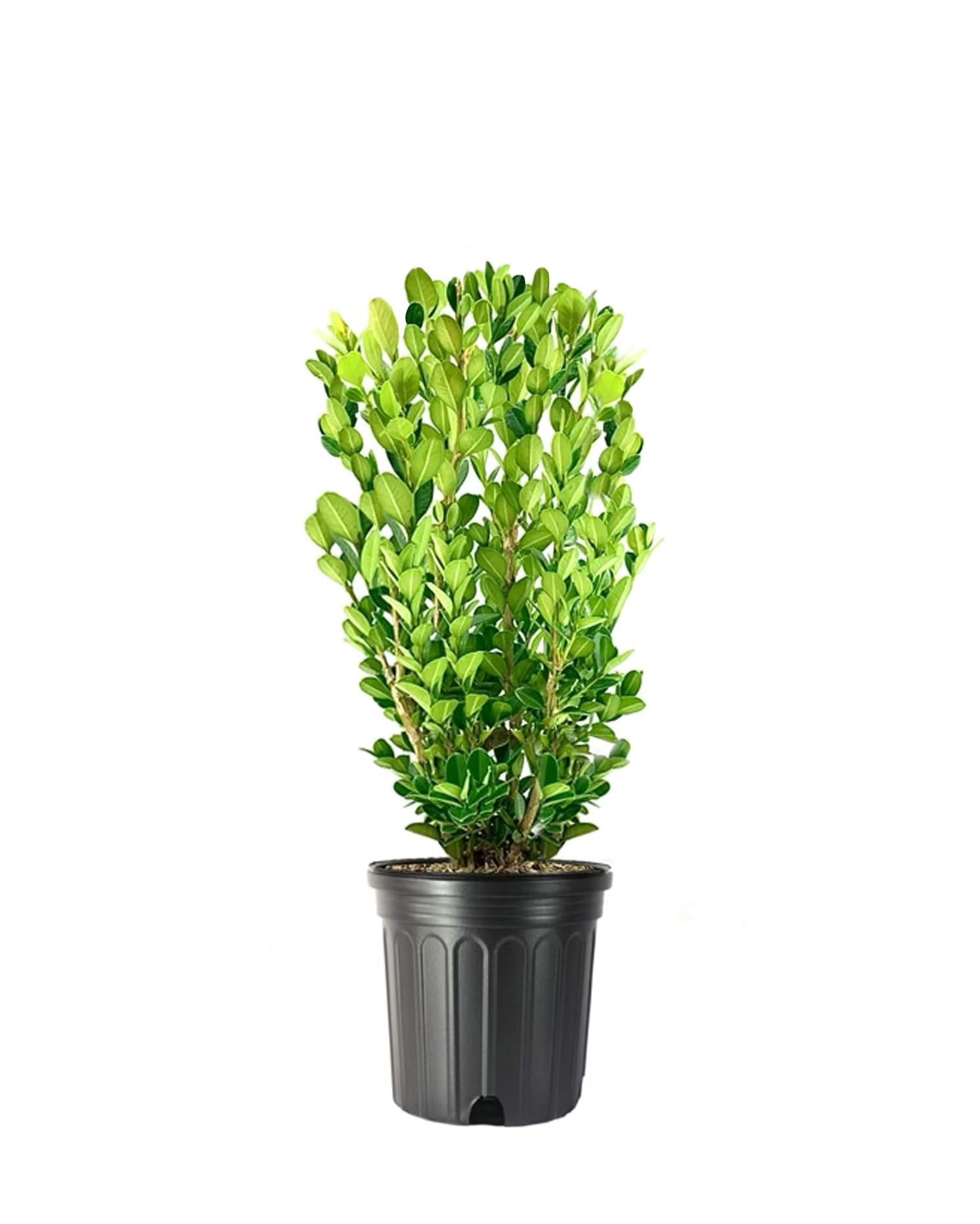 Green Mountain Boxwood 3 Live Gallon Size Plants Elegant Pyramid-Shaped ...