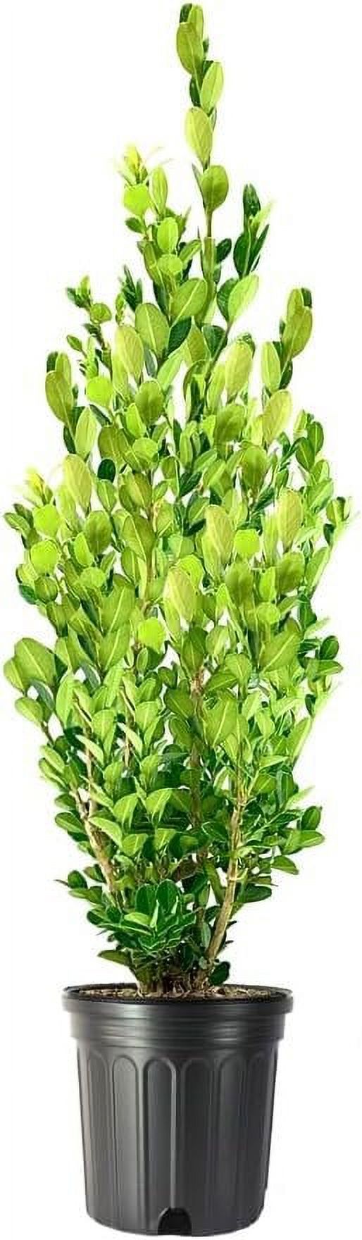 Green Mountain Boxwood 3 Live Gallon Size Plants Elegant Pyramid-Shaped ...