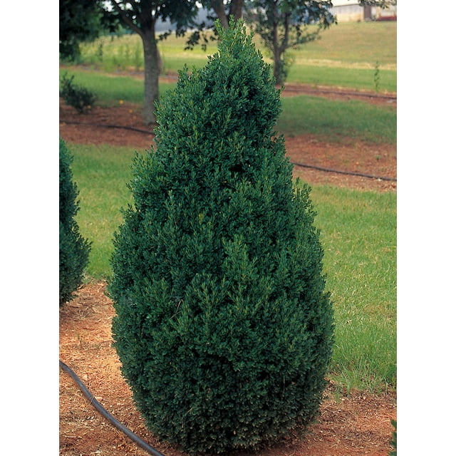 Green Mountain Boxwood - Buxus - Compact Hedge/Shrub - 4" Pot - Walmart.com