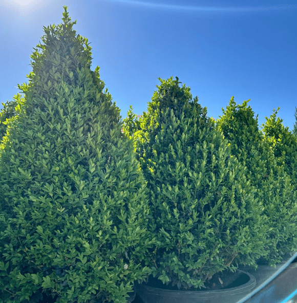 Green Mountain Boxwood Live for Planting, Elegant Pyramid-Shaped ...