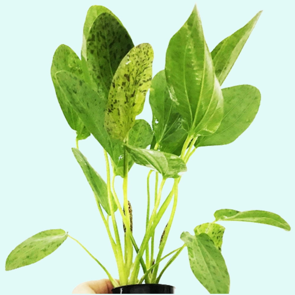 Green Ozelot (Echinodorus) Pot Live Aquarium Plants - Walmart.com