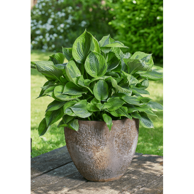 Green Patriot Hosta - 4" Pot - Decorative foliage - Walmart.com