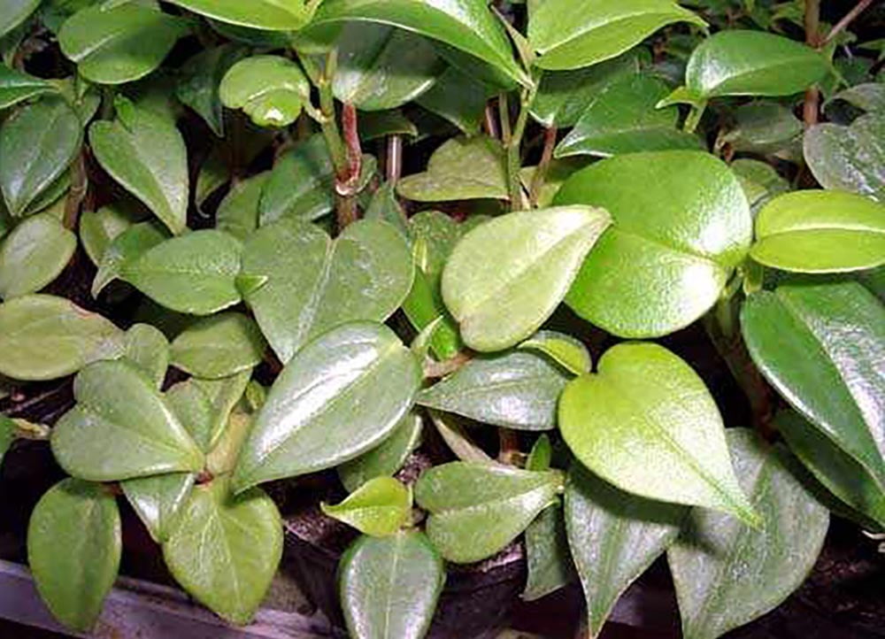 Green Piper Peperomia scandens - Easy House Plant - 2.5" Pot - Walmart.com
