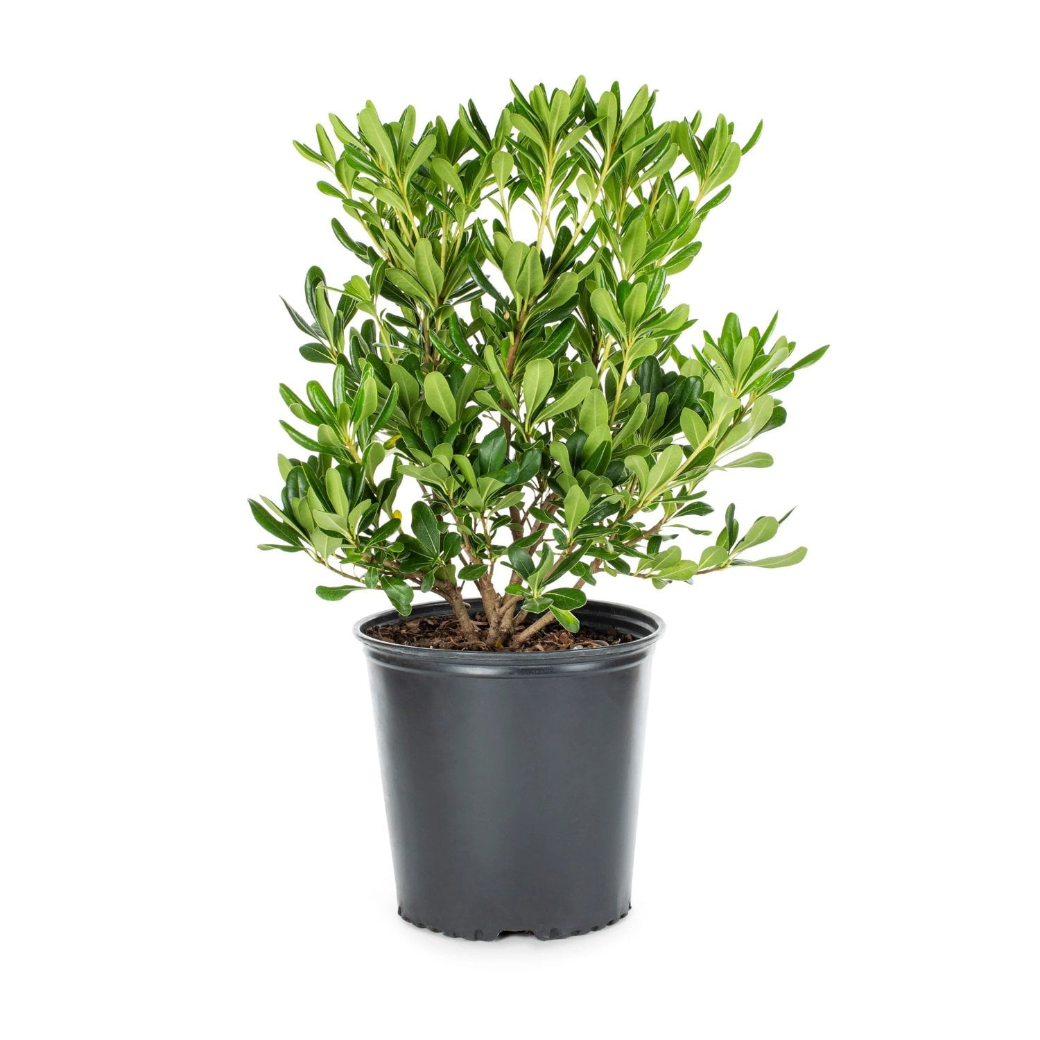 Expert Gardener Green Pittosporum 'Japanese Mock Orange' (2.5 Gallon ...