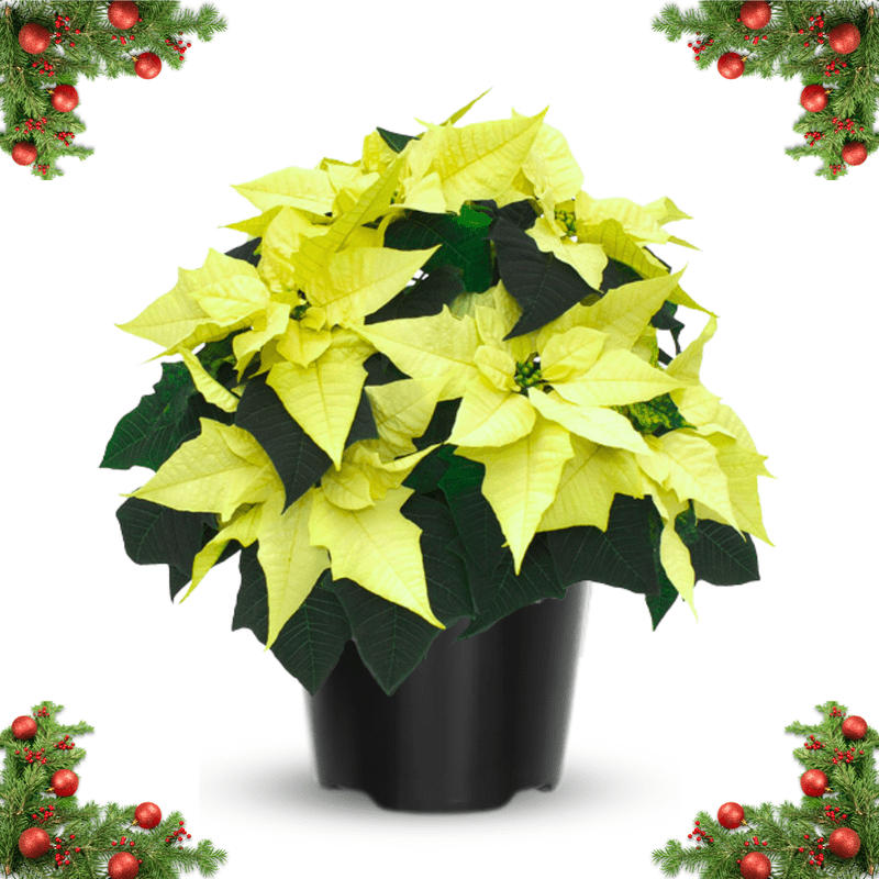 Green Poinsettia Plant Live, Christmas Poinsettia Ready to Grow, 4 ...