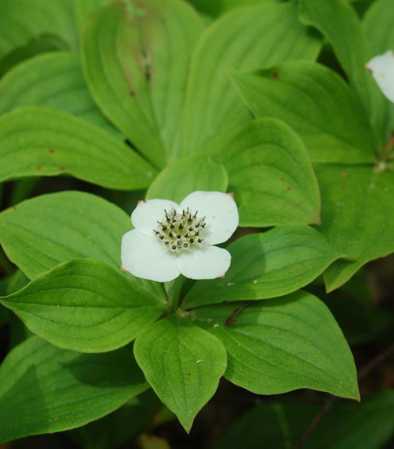Green Promise Bunchberry Cornus canadensis Beautiful Groundcover Plant ...