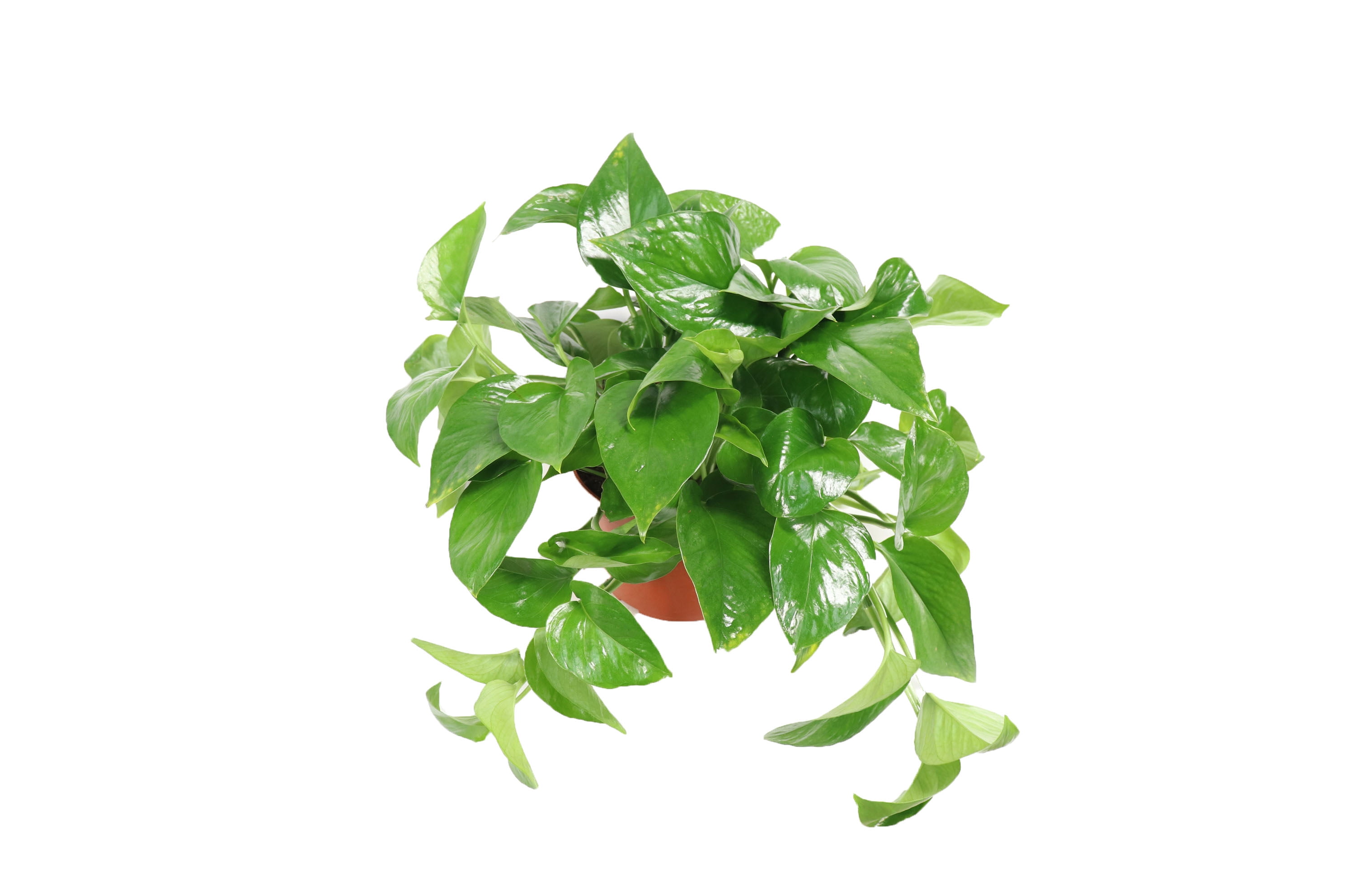 Green Queen Pothos - 6" from California Tropicals - Walmart.com