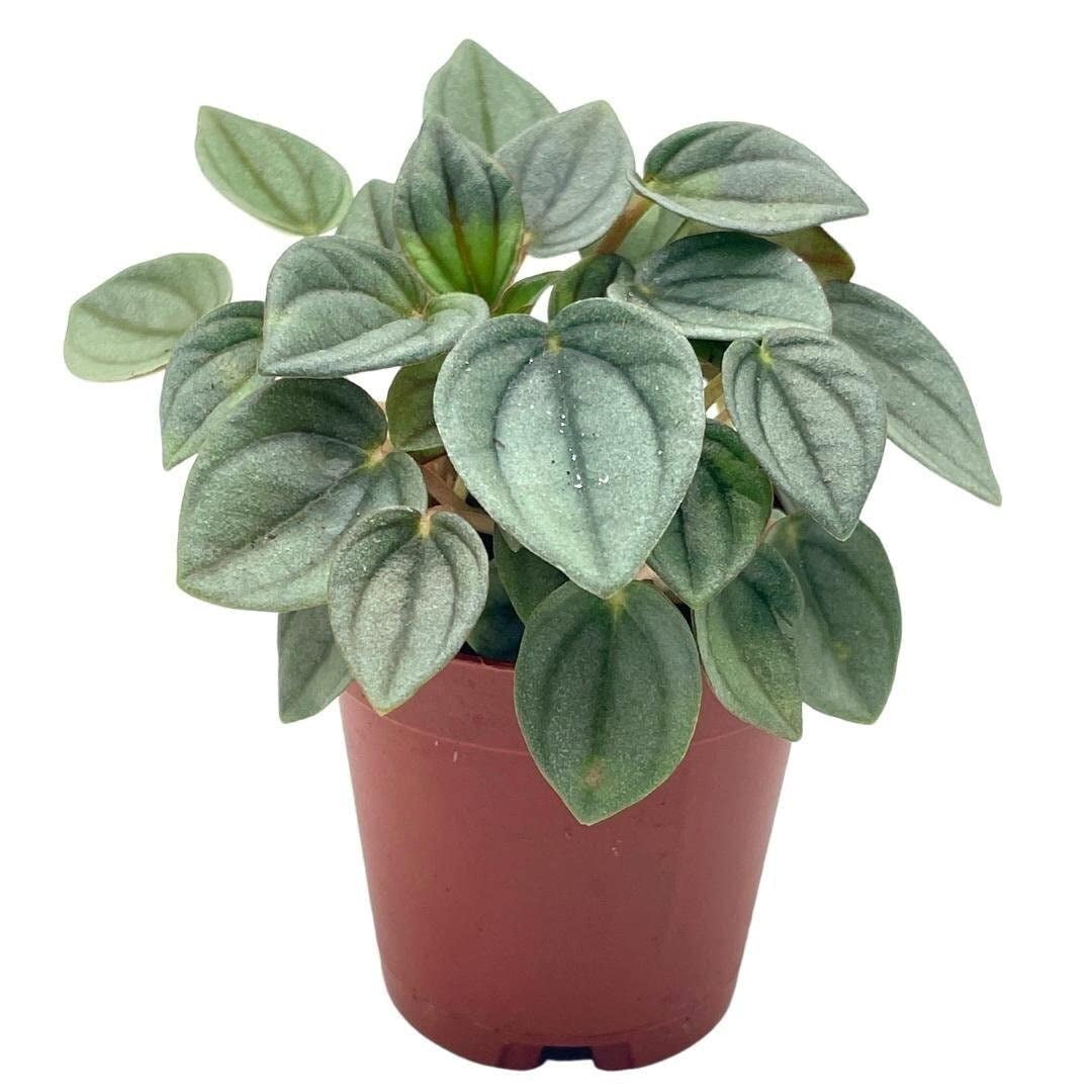 Green Ripple Peperomia Frost, 2 inch, Emerald Ripple Pepper, caperata ...