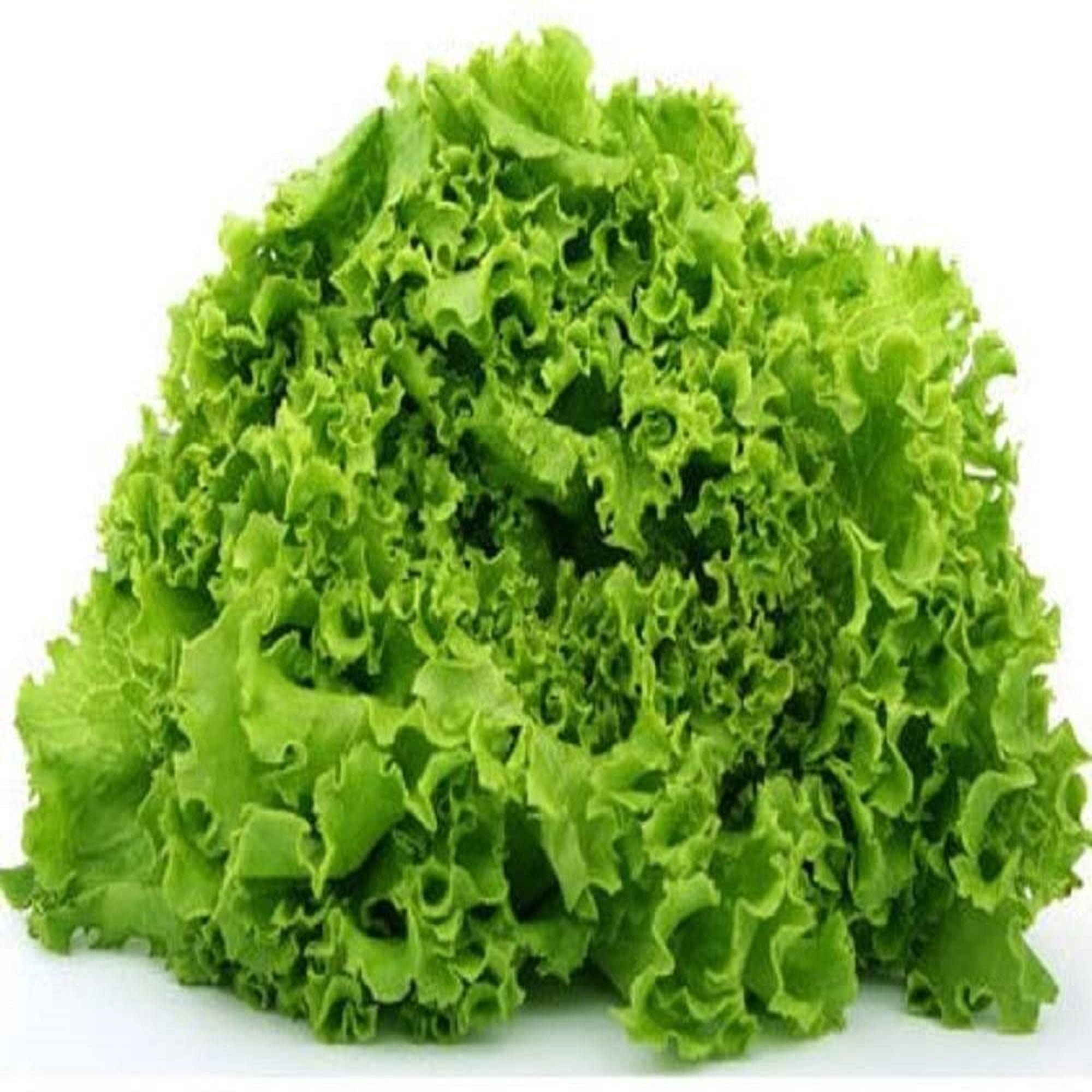 Green Salad Bowl Lettuce Seeds - 200 Count Seed Pack - Non-GMO - A Heat-Tolerant, Slow to Bolt ...