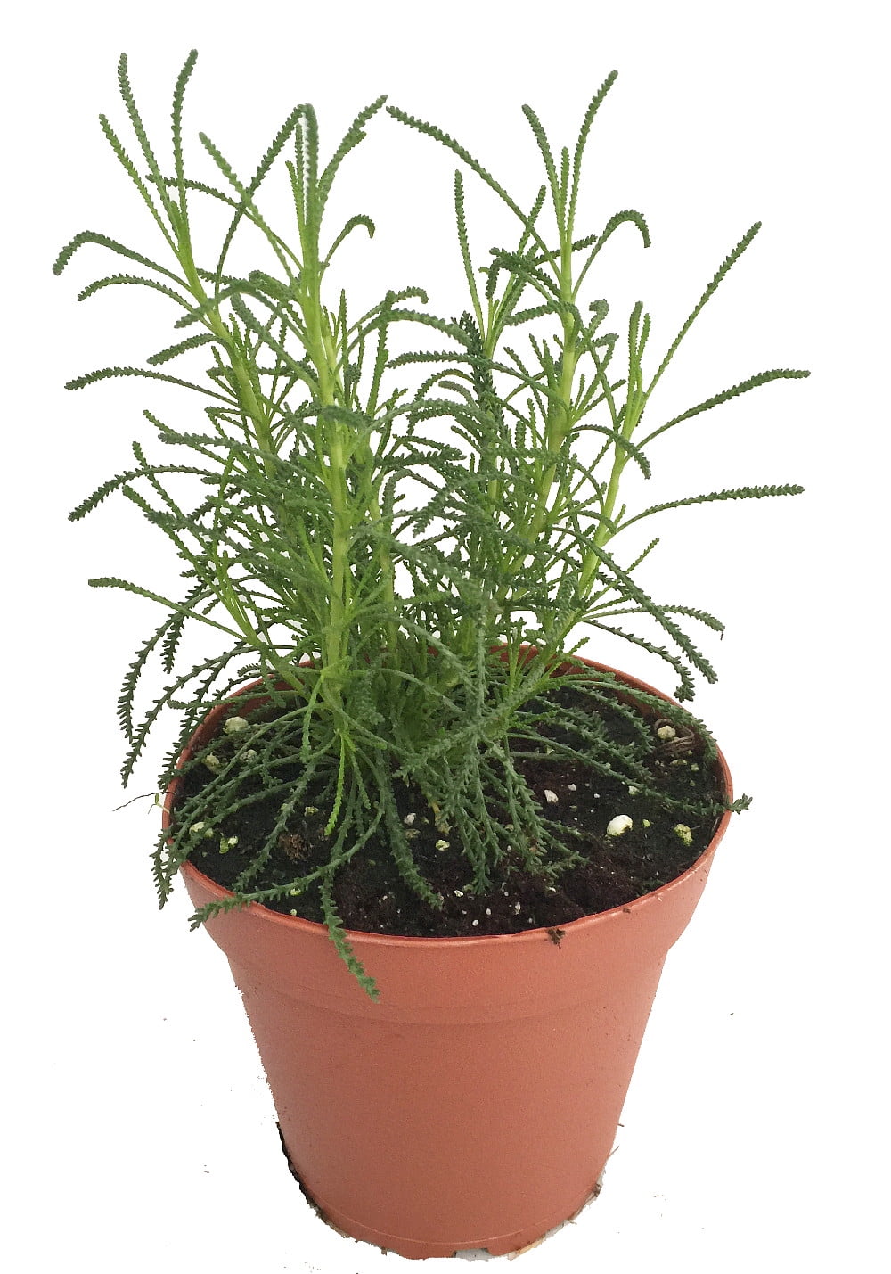 Green Santolina - Olive Herb Plant - Olive Scent for Cooking - 3" Pot ...