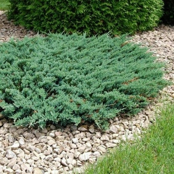 Deer Resistant Evergreens Fast Growing