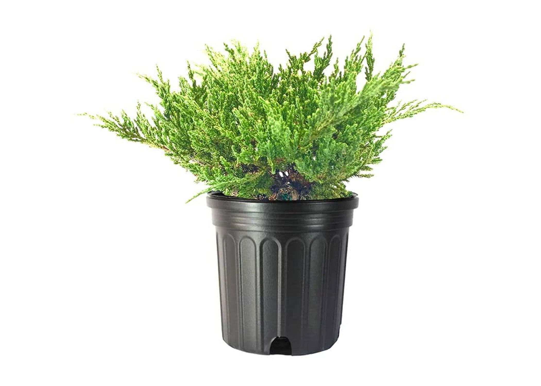 Green Sargent Juniper - 2 Live Gallon Size Plants - Juniperus Chinensis ...